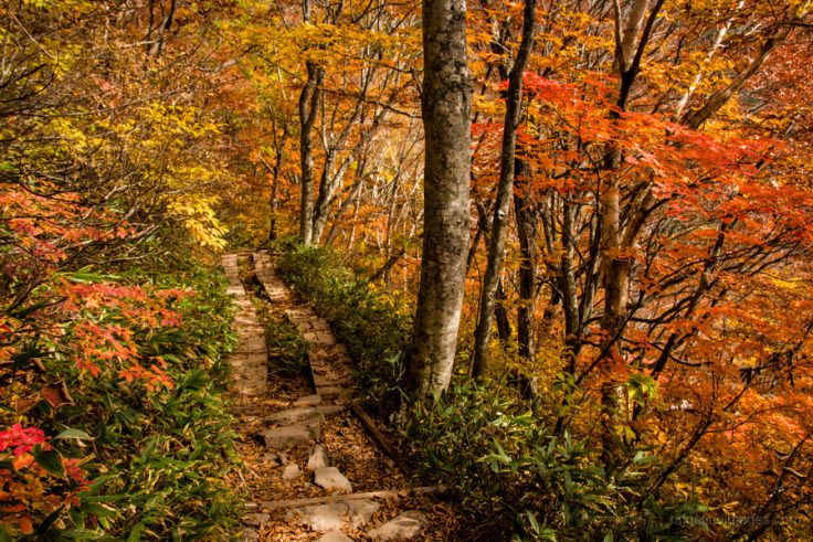 Oze Marsh 尾瀬ヶ原 - RIDGELINEIMAGES.com