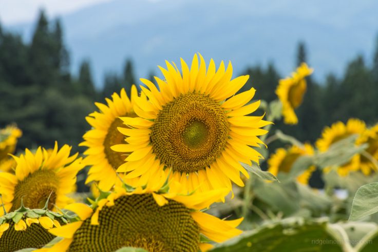 Tsunan Sunflower Field - RIDGELINEIMAGES.com