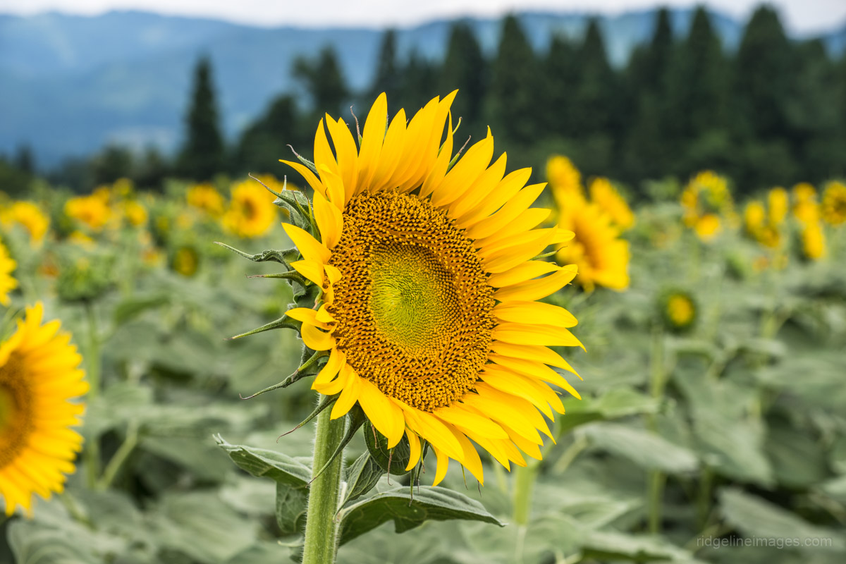 Tsunan Sunflower Field - RIDGELINEIMAGES.com