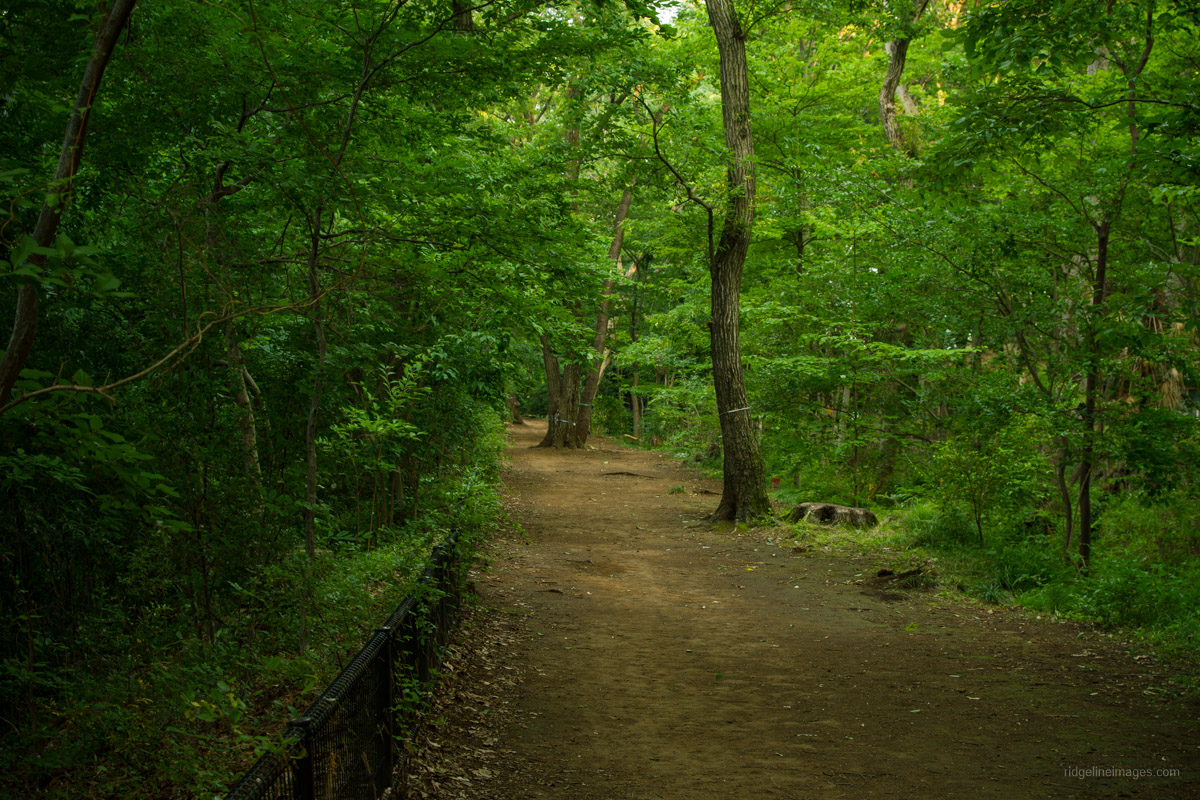 Tokyo Walks: Along the Tamagawa Josui - RIDGELINEIMAGES.com