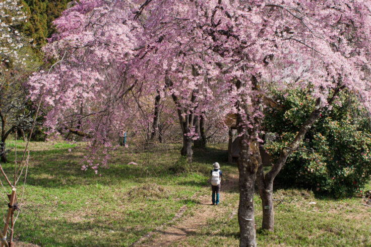 Mt. Minoyama 蓑山 - RIDGELINEIMAGES.com