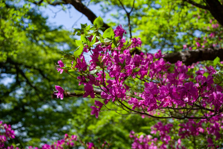 Mt. Amagi 天城山 - RIDGELINEIMAGES.com